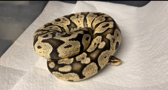Hypo Enchi Pastel Het Rainbow Proven Breeder Male Ball Python by ...