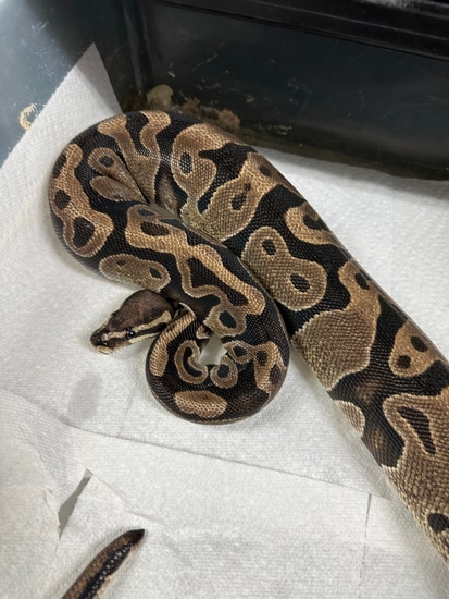 Microscale Proven Breeder Female Ball Python by Palumbo's Pythons & Boas