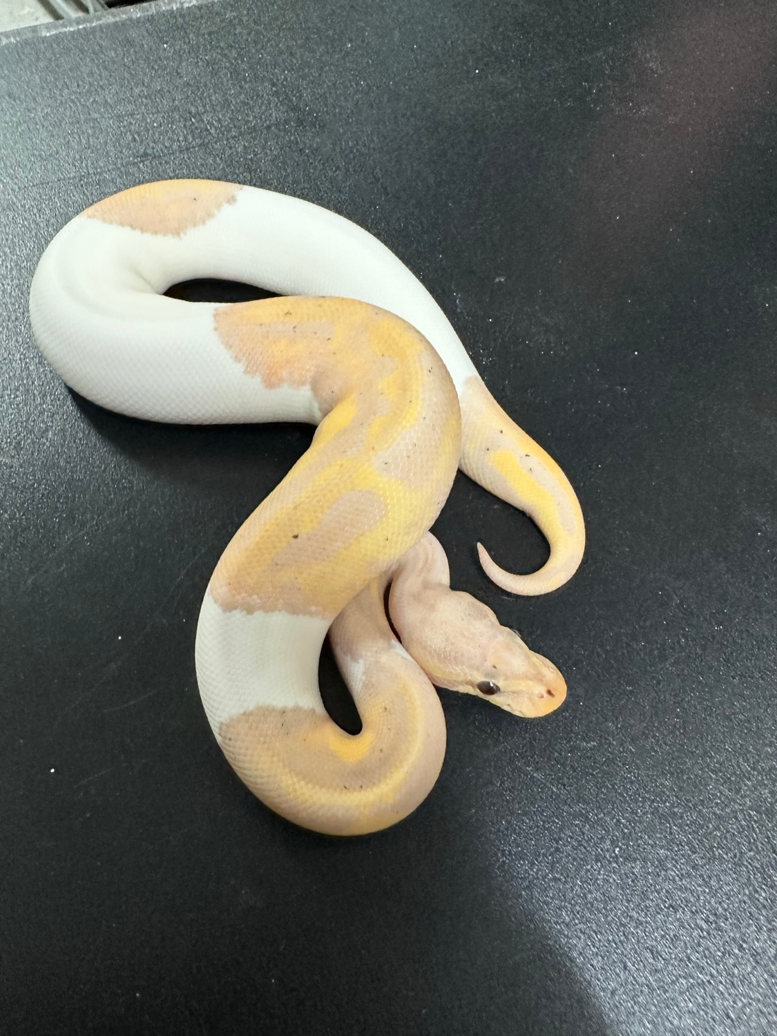 Banana Orange Dream YB Pied 50% Het Hypo Ball Python by Palumbo's ...