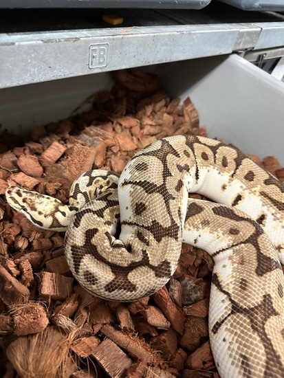 Hurricane Bumble Bee 50% Het Pied (Proven Breeder Female) Ball Python by Palumbo's Pythons & Boas