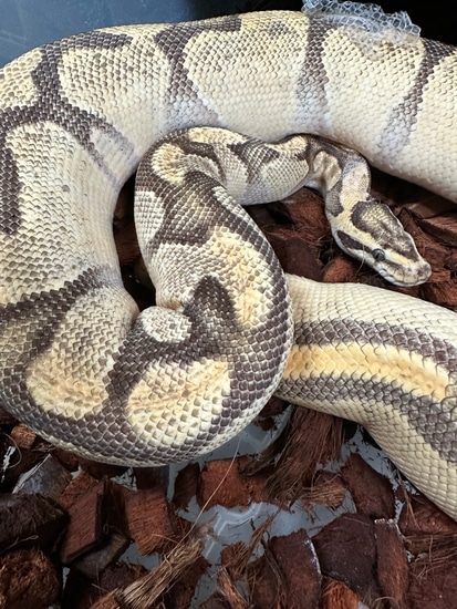 Orange Dream Enchi Fire (Proven Breeder Female) Ball Python by Palumbo ...