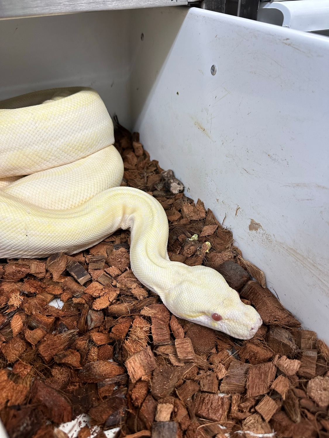 Lipstick Pastel Motley Albino Het Leopard (Proven Breeder Female) Boa ...
