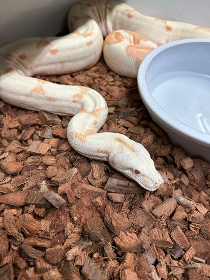 Super Hypo Kahl Sunglow (Proven Breeder Female) Boa Constrictor by ...
