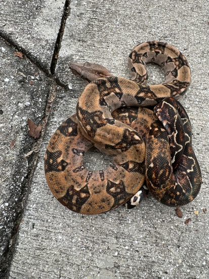 Hypo Onyx 50% Double Het Blood Gilbert T+ Boa Constrictor by Palumbo's Pythons & Boas