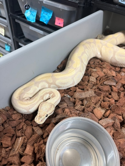 Lavender Albino Proven Breeder Female Ball Python by Palumbo's Pythons ...
