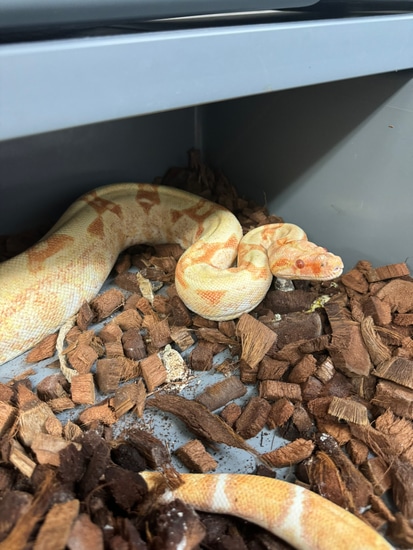 Ready KAHL SUNGLOW HET LEOPARD Boa Constrictor by Palumbo's Pythons & Boas