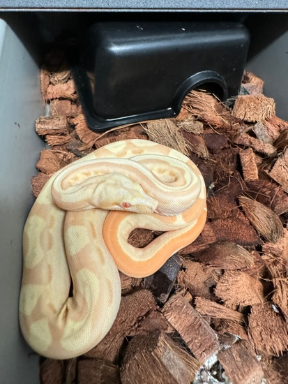 Arabesque Sharp Sunglow 66% Het RDR BEA Boa Constrictor by Palumbo's Pythons & Boas