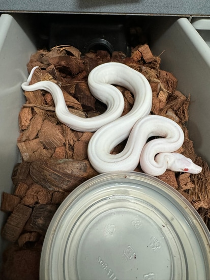 Super Hypo Blizzard Boa Constrictor by Palumbo's Pythons & Boas