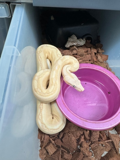 Hypo Crystal Jungle Boa Constrictor by Palumbo's Pythons & Boas