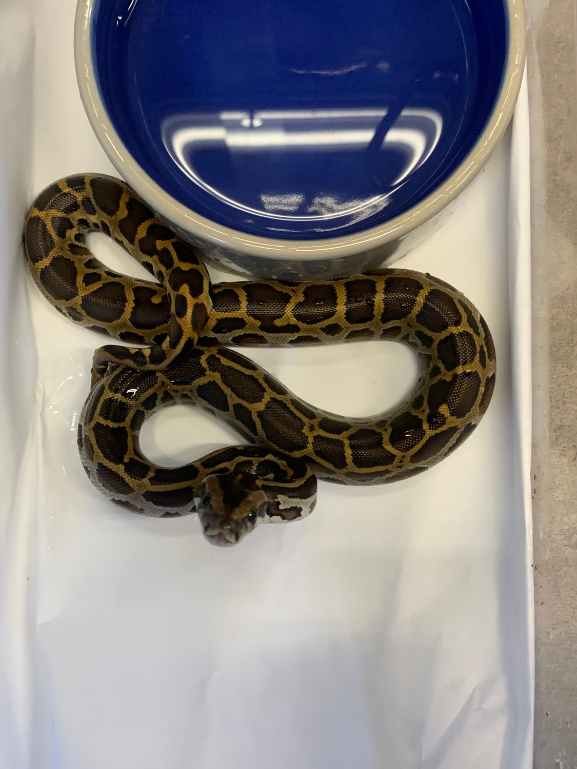 Normal Burmese PH Caramel And Green Burmese Python by Snakes of Burien ...