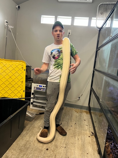 10-foot Albino Green Granite Burmese Python by Snakes of Burien