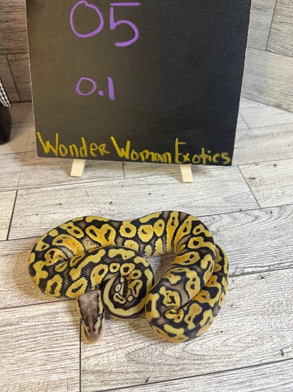 Super Pastel 50% Het Hypo Poss Het Clown Ball Python by Wonder Woman ...