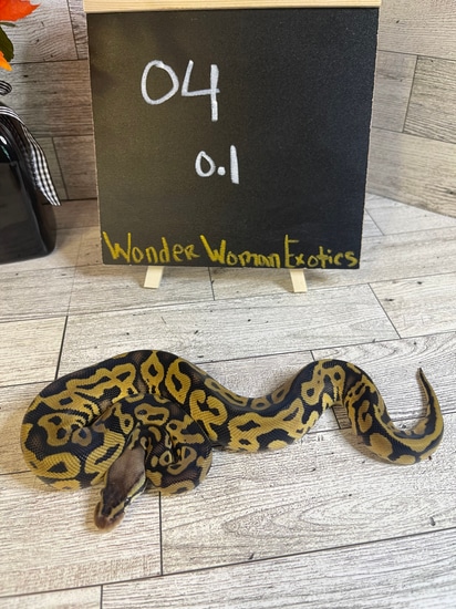 Super Leopard Pastel 50% Het Hypo Poss Het Clown Ball Python by Wonder ...