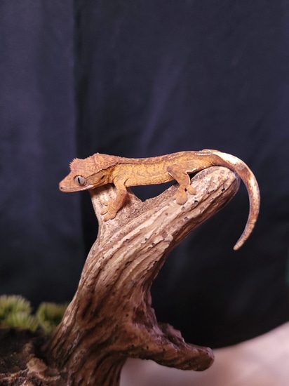 Tiger Drippy Pinstripe Crested Gecko by Humid Hide Exotics