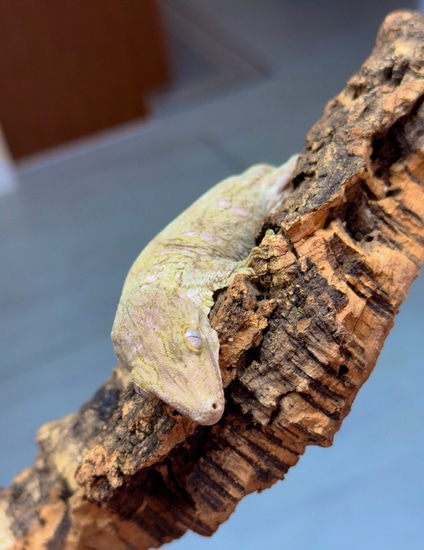 Pink High Color Leachianus Gecko by High Voltage Geckos