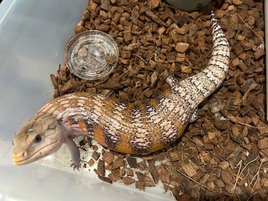 Yellow X Yellow Northern Blue-Tongued Skink by Empire City Reptiles
