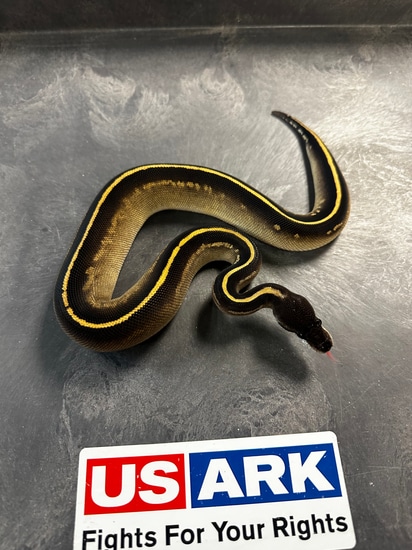 (Krrsantan) Wookie Black Head Black Pastel Mojave YB Het Clown Ball ...