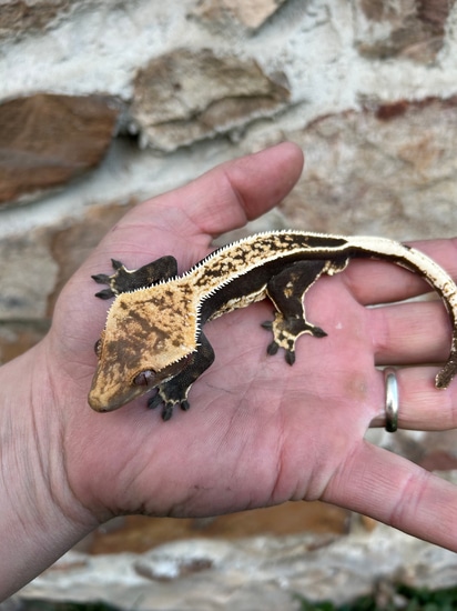 Jet Black Base Het EB Crested Gecko by Modern Fossil Exotics