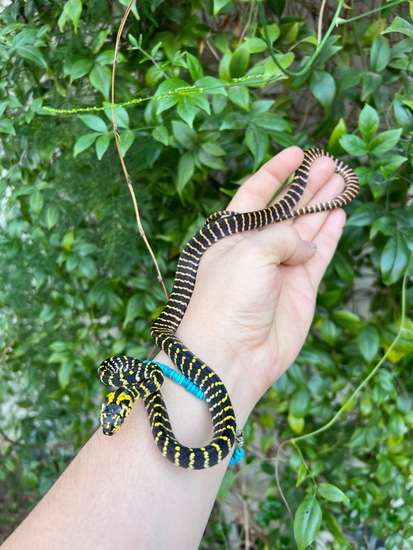 Boiga D. Gemmicincta More Colubrid by HDserpents