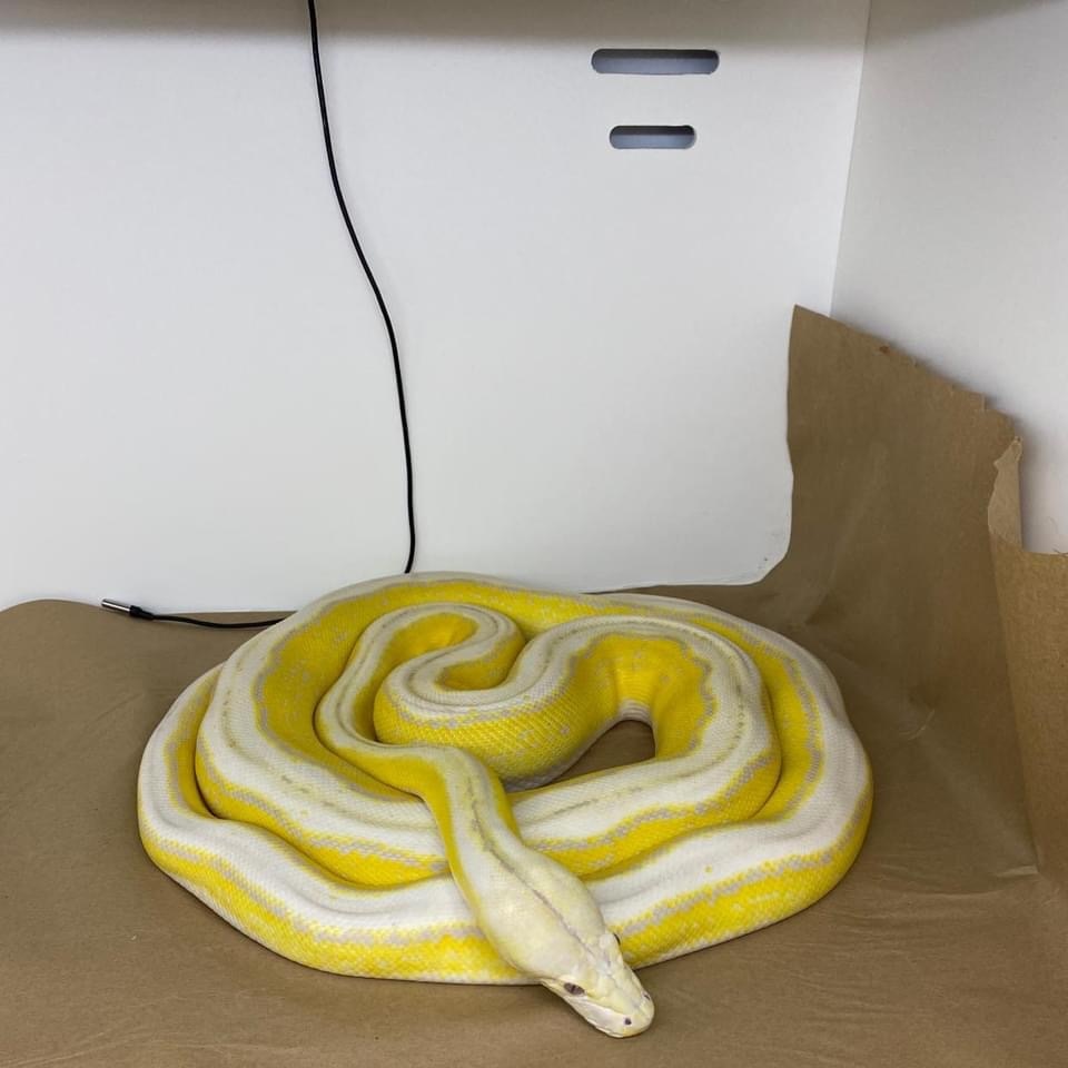 Lavender Platinum Motley Tiger Reticulated Python by Sagebrush Reptiles ...
