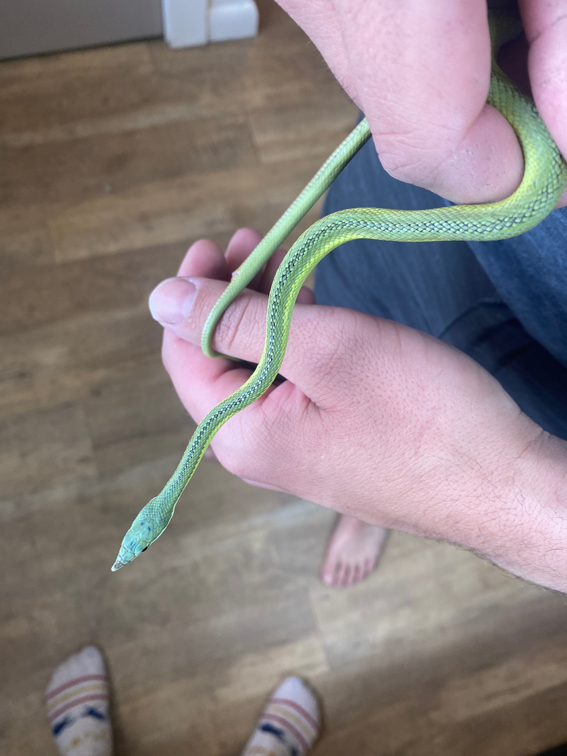 Green Barons Racer More Colubrid by Sagebrush Reptiles - MorphMarket