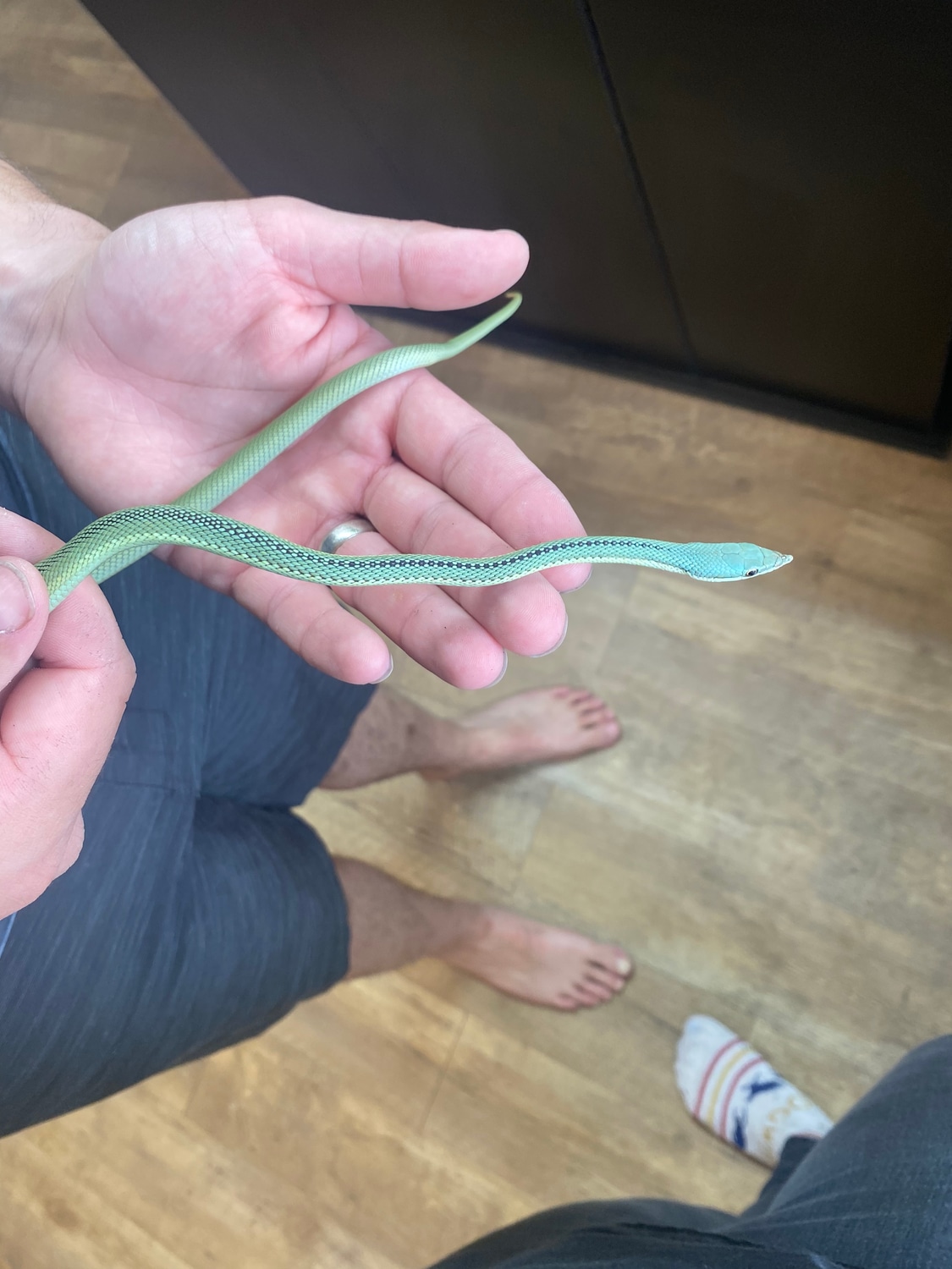 Blue Barons Racer More Colubrid by Sagebrush Reptiles - MorphMarket