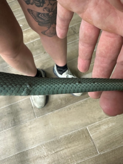 Blue Barons Racer - Pet Only More Colubrid by Ad Astra Reptiles