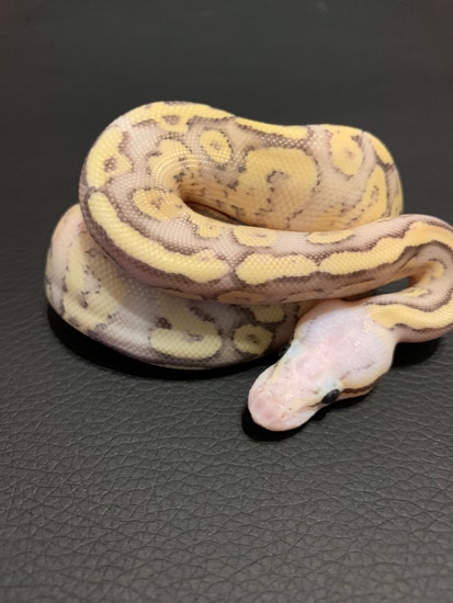 Super Vanilla Super Pastel Mojave Ball Python by Brandon Hicks