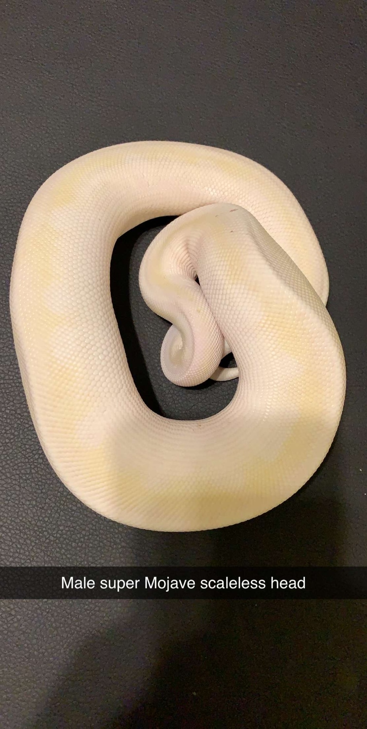 Sh Super Mojave Bel Ball Python by Brandon Hicks - MorphMarket