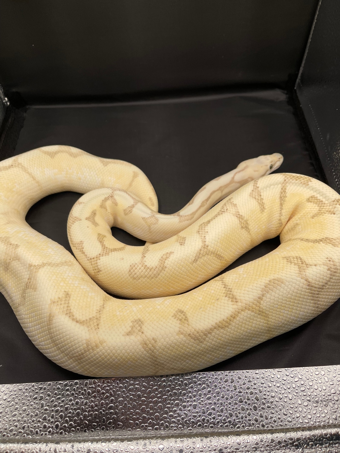 Super Vanilla Pastel Spider Ball Python by Brandon Hicks - MorphMarket
