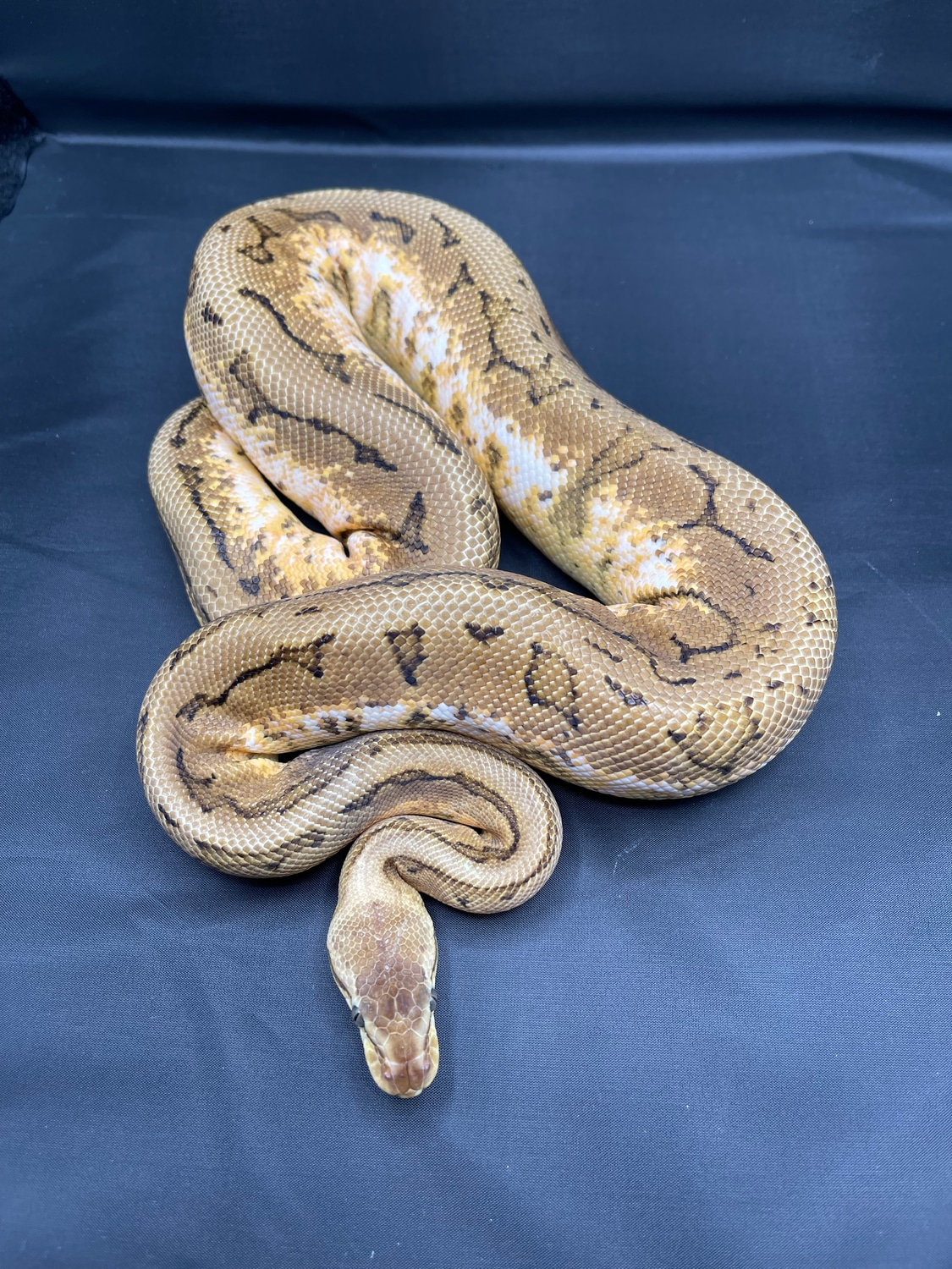 Calico Lemon Blast Ball Python by Brandon Hicks - MorphMarket