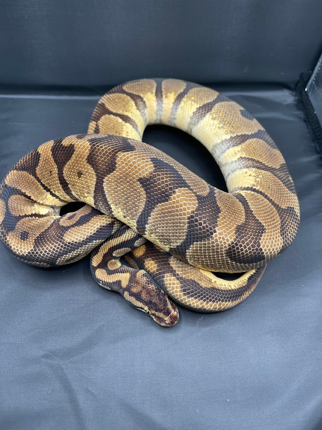 Pastel Enchi Ball Python by Brandon Hicks - MorphMarket