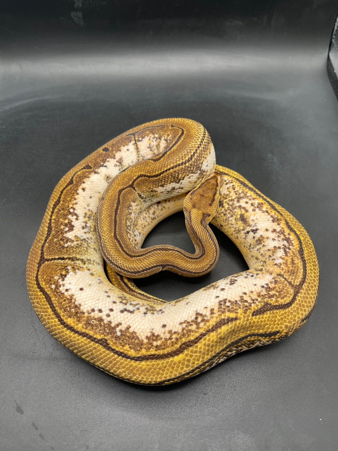Calico Pinstripe Yellow Belly Ball Python by Brandon Hicks - MorphMarket