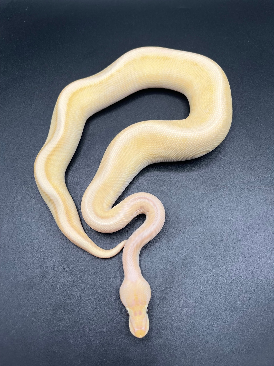 Banana G-stripe Ball Python by Brandon Hicks - MorphMarket
