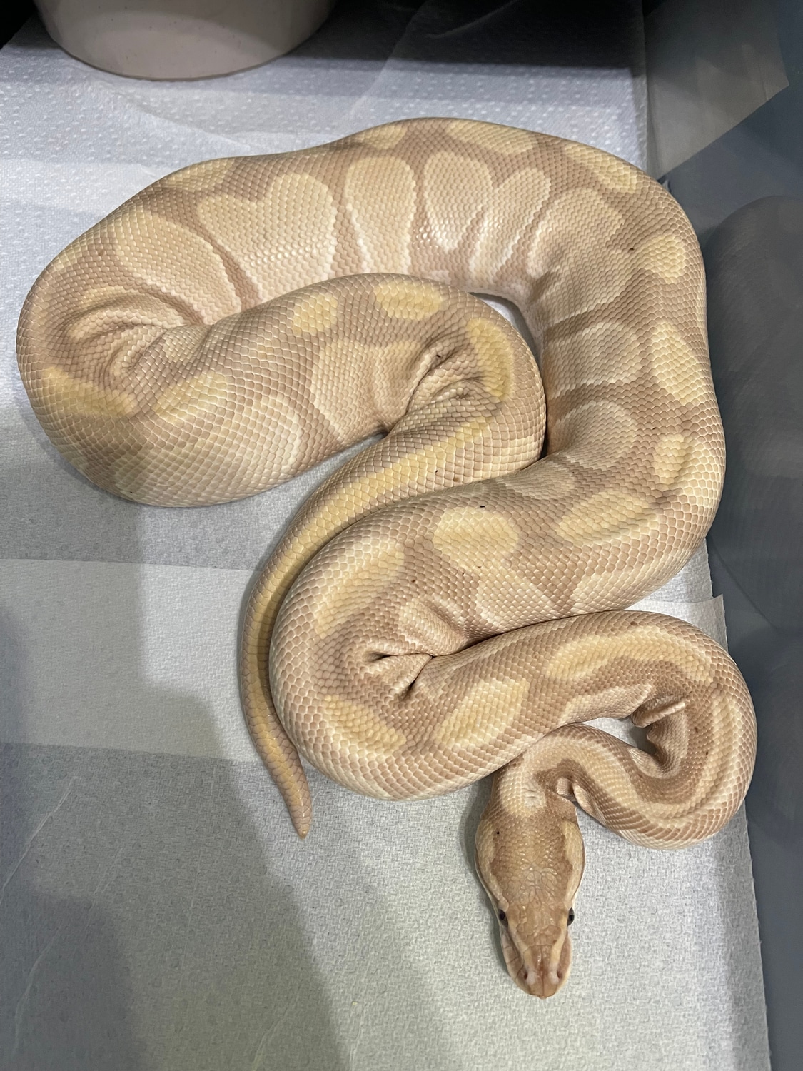 Brandon Hicks's Collection - MorphMarket