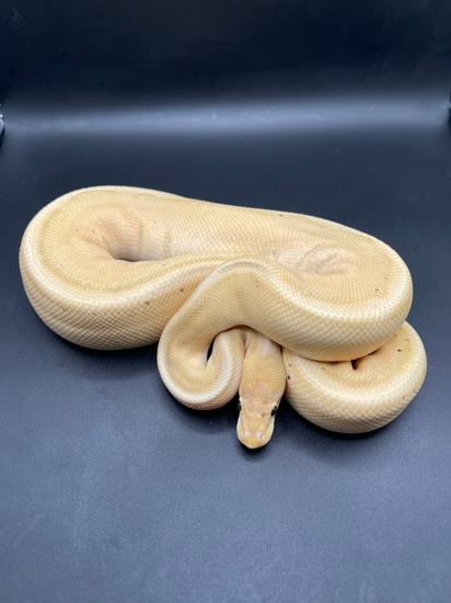 Banana G Stripe Ball Python by Brandon Hicks