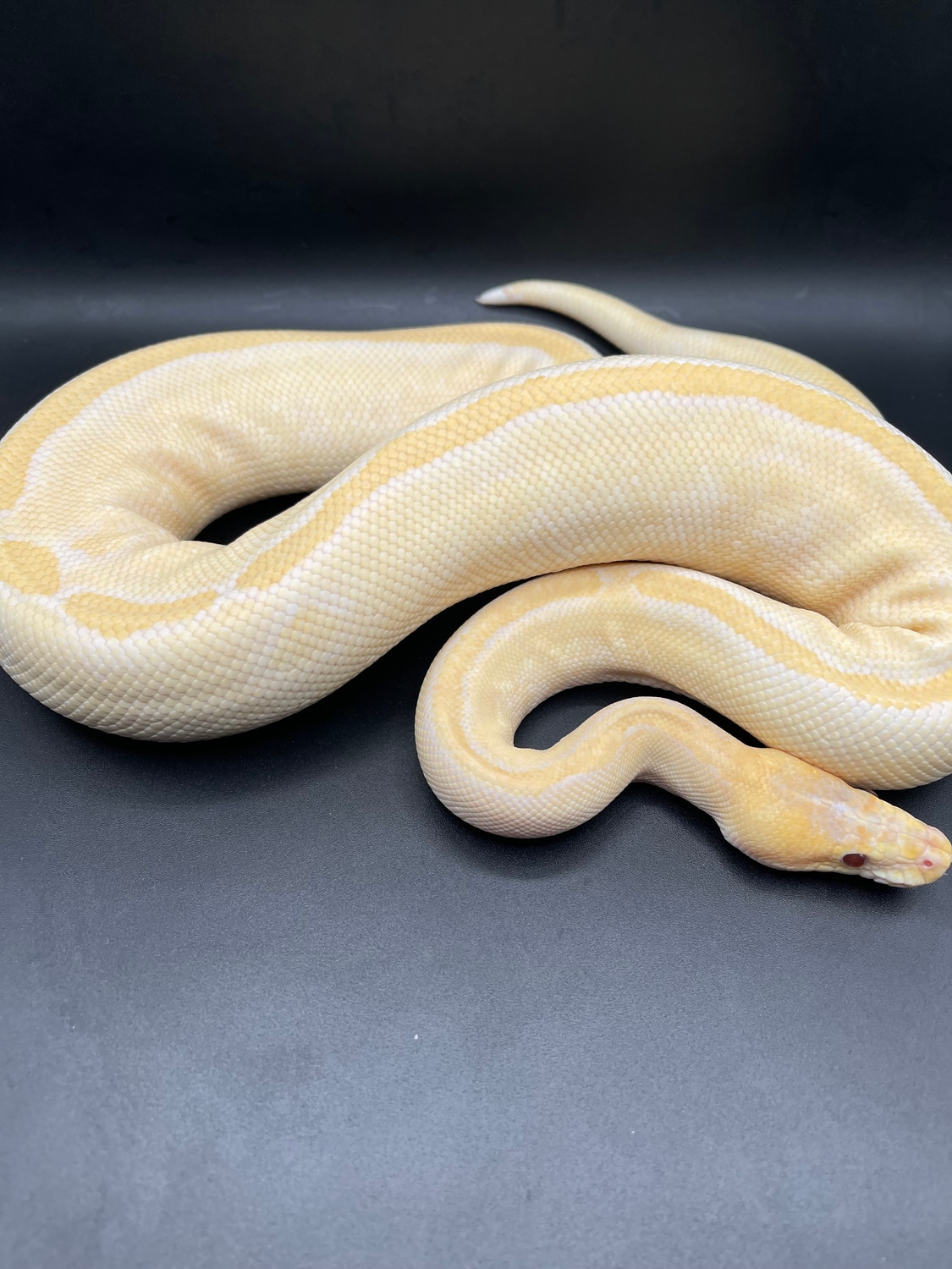 Champagne Albino Ball Python by Brandon Hicks - MorphMarket
