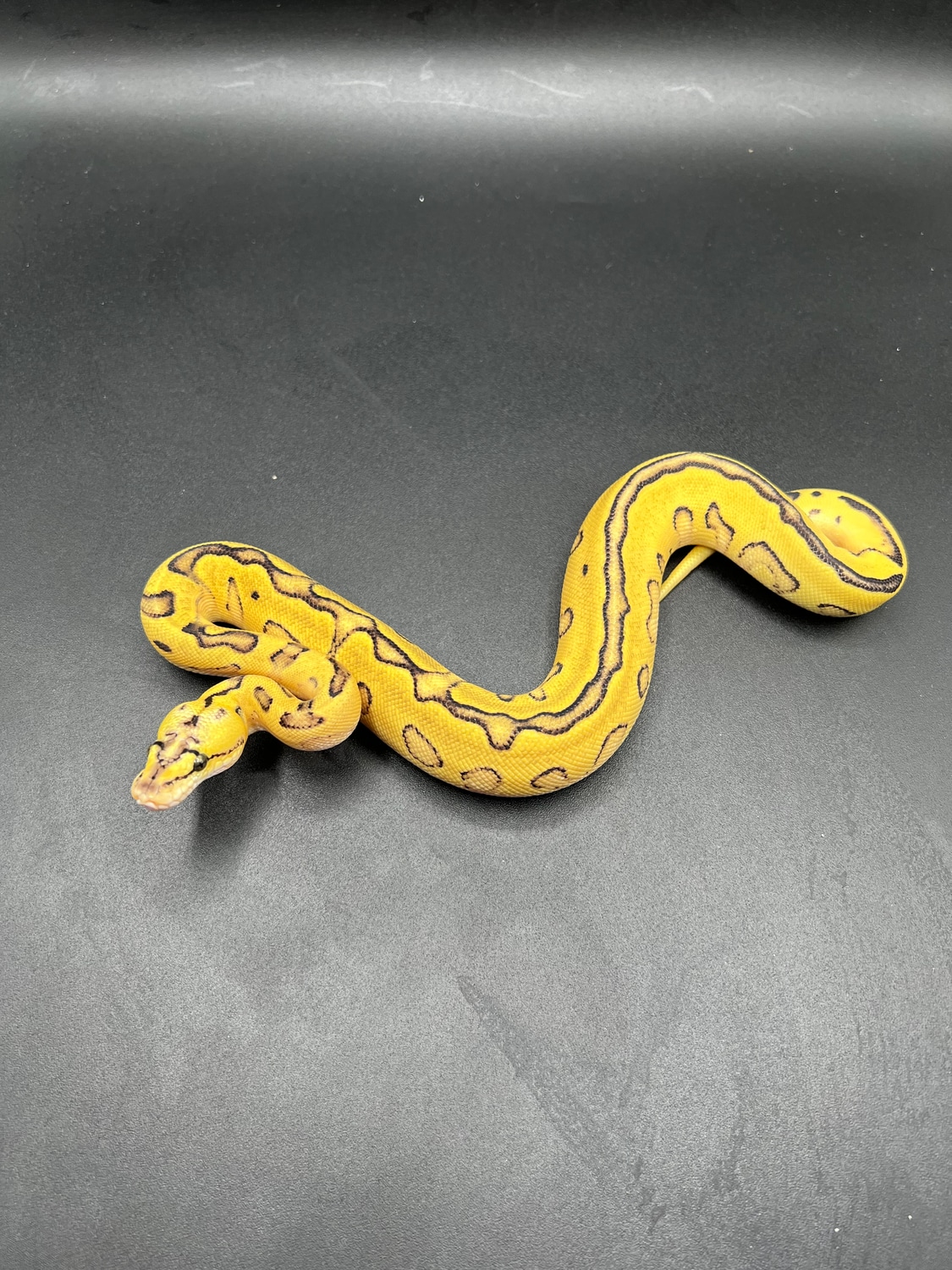 Orange Dream Enchi Pastel Clown Ball Python by Brandon Hicks - MorphMarket