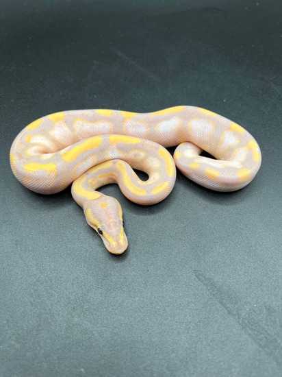 Enchi Banana Calico Ball Python by Brandon Hicks