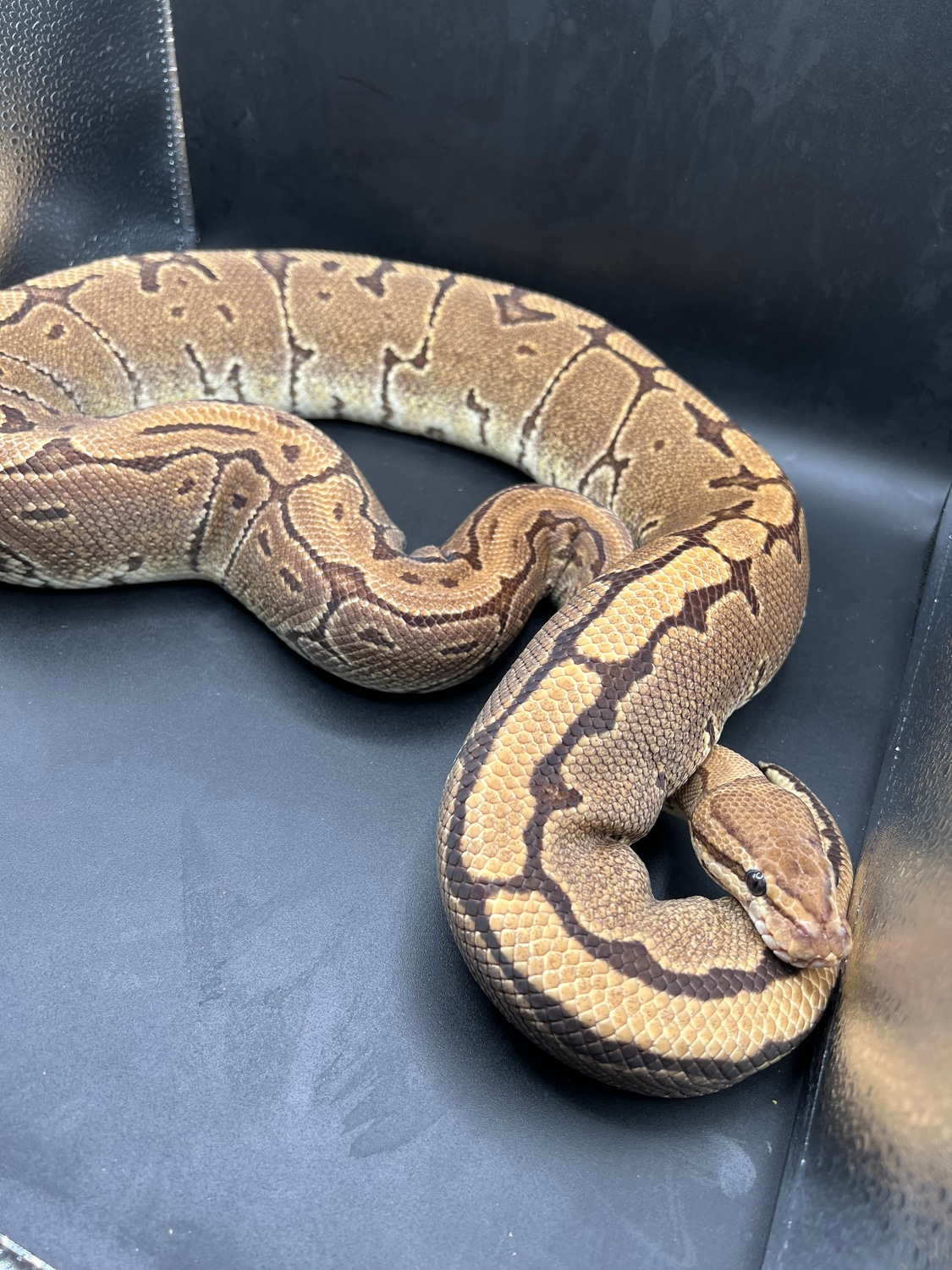 Pinstripe Het Lavender Albino Ball Python by Brandon Hicks - MorphMarket