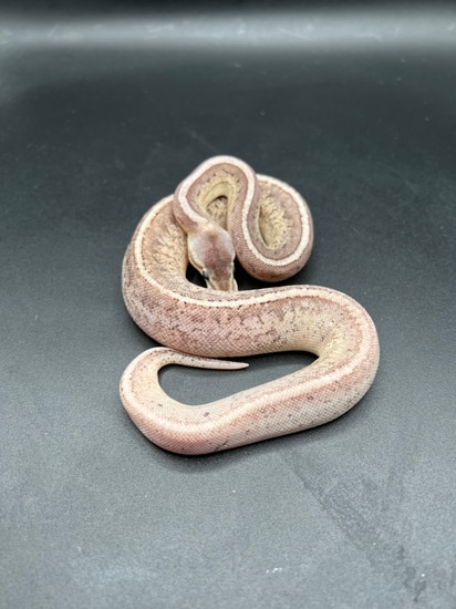 Calico Pewter Pinstripe Ball Python by Brandon Hicks