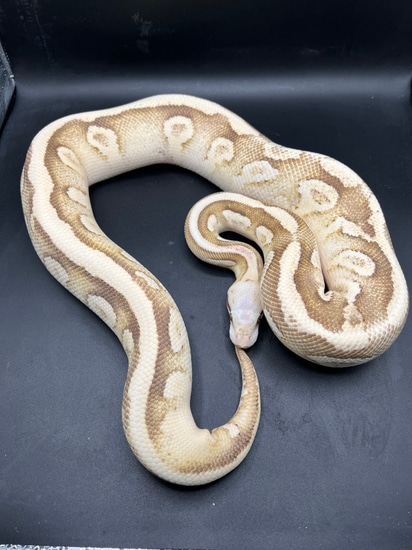 Super Vanilla Mojave Pastel Ball Python by Brandon Hicks