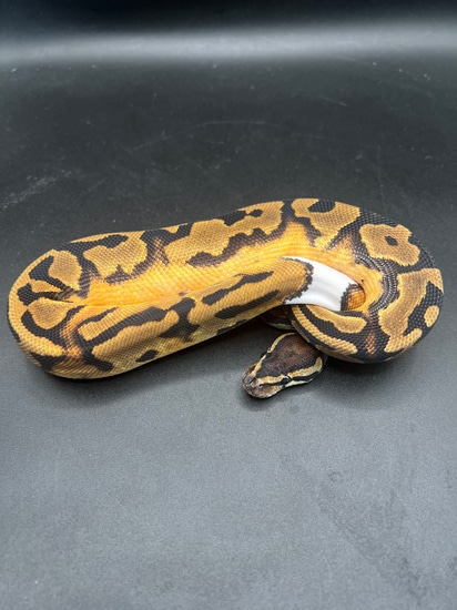 Low White Pied Ball Python by Brandon Hicks