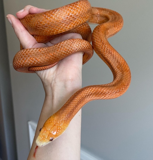 1.1 Hypo-Rusty Black Rat Snakes Eastern Rat Snake by Stacy Mares