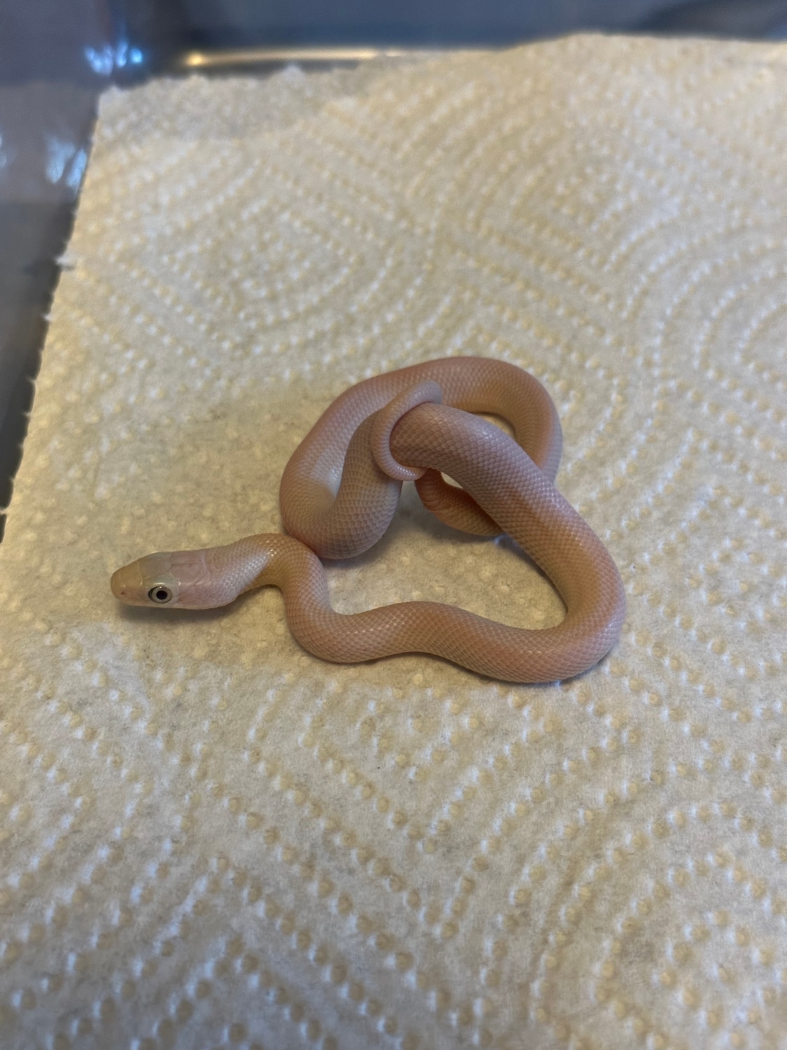 Leucistic Black Eastern Rat Snake by Stacy Mares - MorphMarket