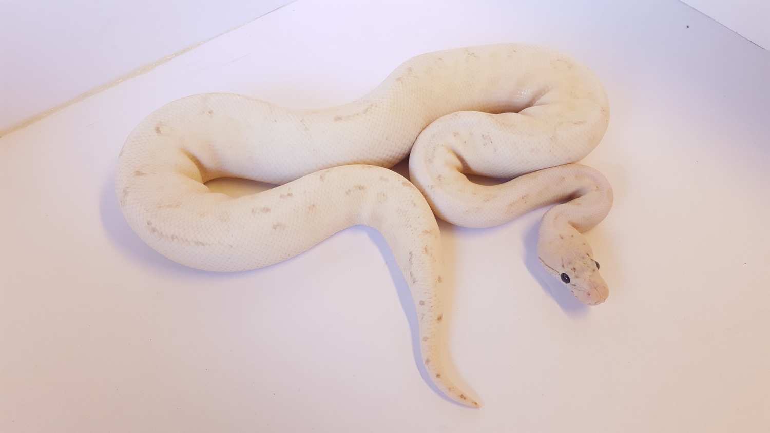 Bumble Bee Puma Ball Python by HurQleys Herps - MorphMarket