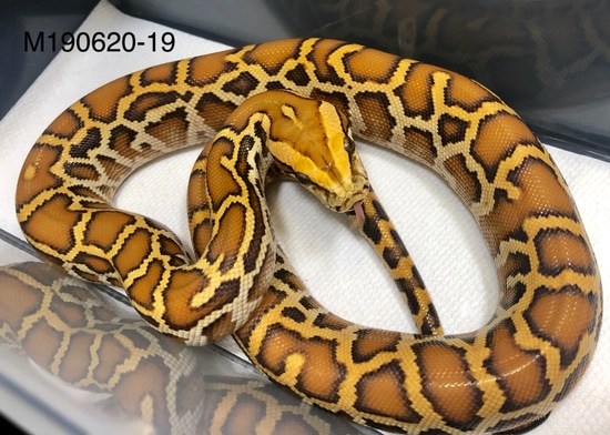 Caramel T+ Burmese Python (Gulf Coast Line) M190620-19 by HurQleys Herps