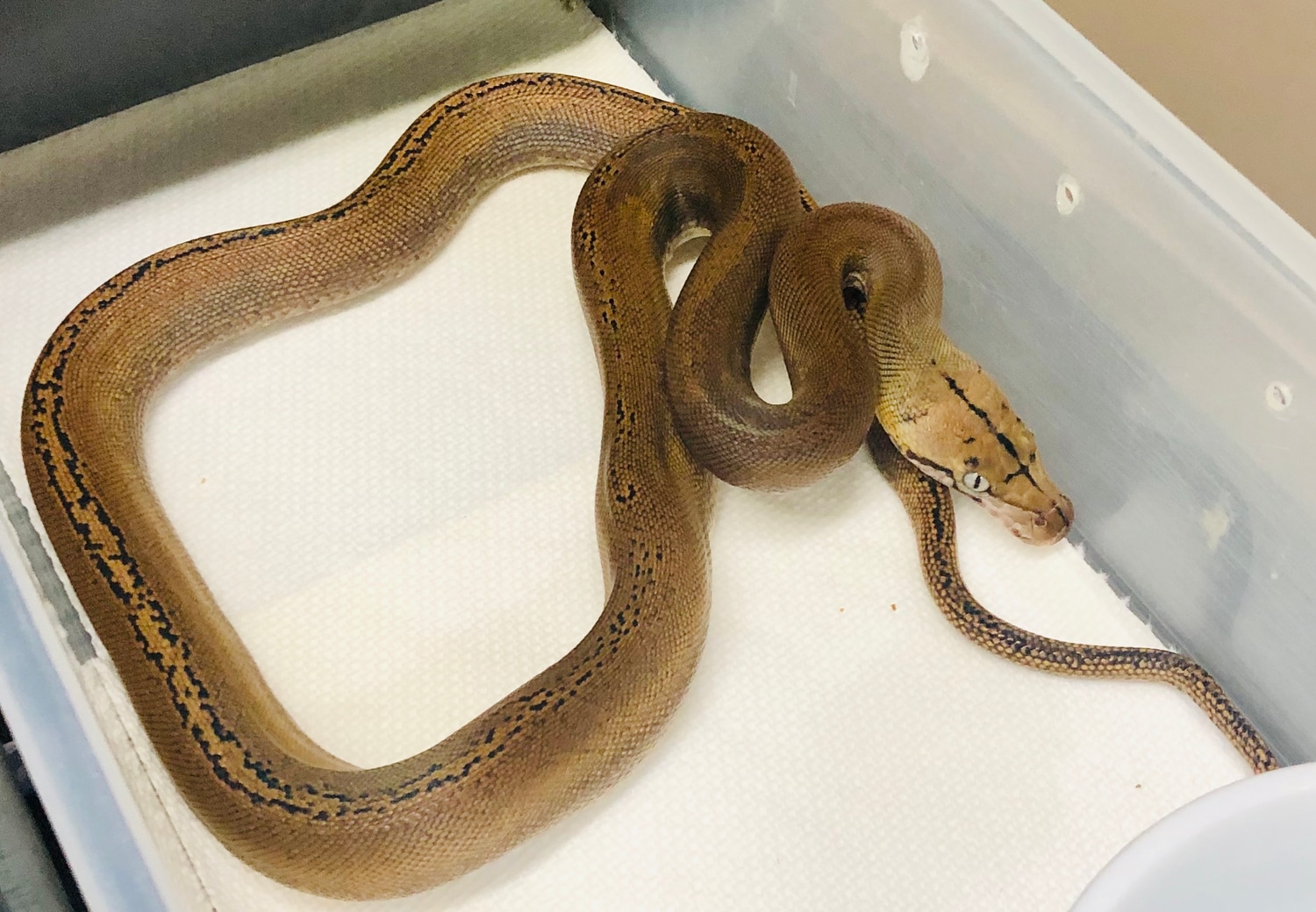 Platinum Golden Child 50% Dwarf Het Anery Possible Het Albino M190520 ...