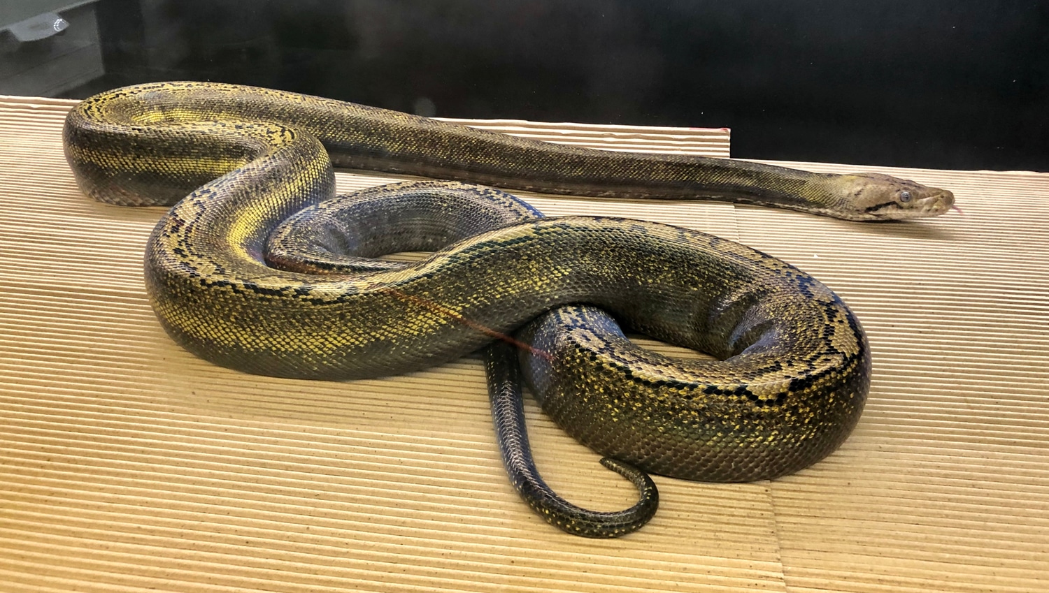 Golden Child Platinum Het Purple Albino Reticulated Python by HurQleys ...