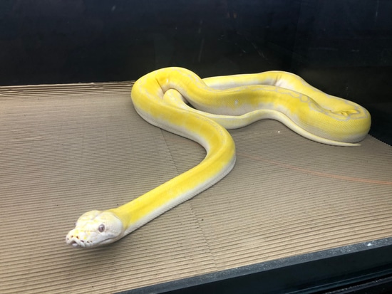 Albino Golden Child Platinum Reticulated Python by HurQleys Herps